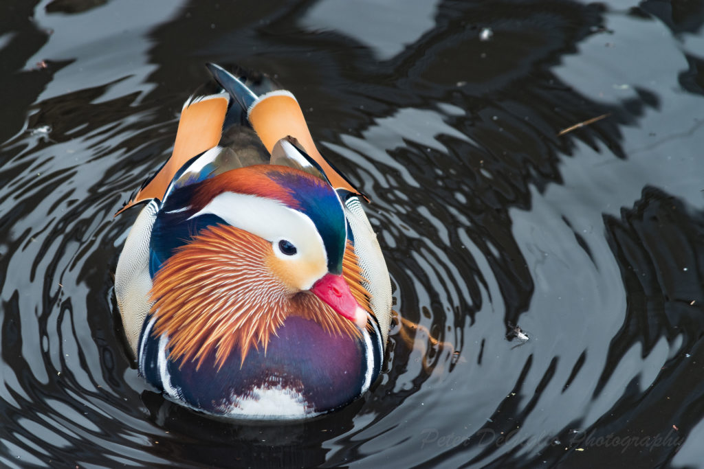 "What the DUCK?!" A Foul Encounter with Central Park's Celebrity Fowl ...